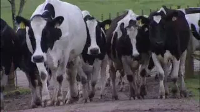 Uses of transgenic cows — Science Learning Hub