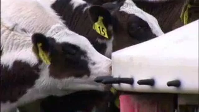 Transgenic cows and their offspring — Science Learning Hub