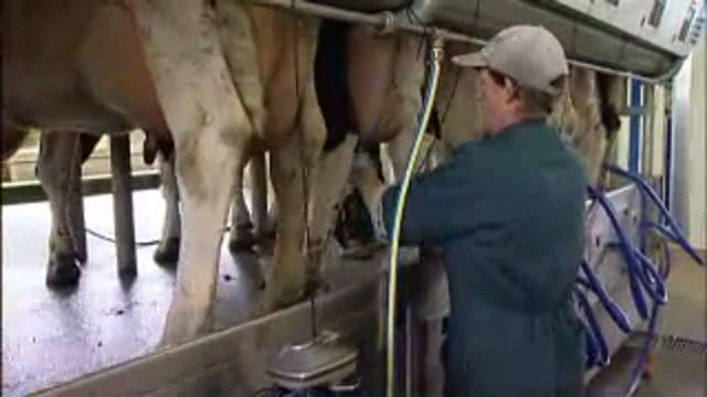 Transgenic cows making myelin basic protein — Science Learning Hub