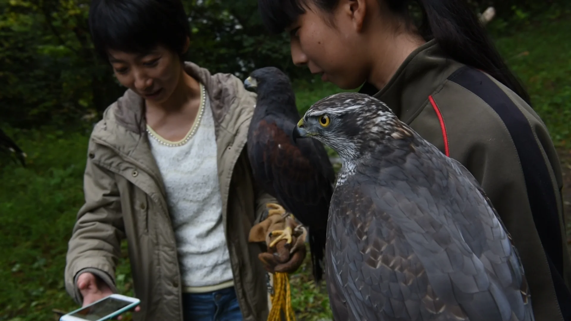 Rites of Flight: Falconry in Japan (screen opener.) on Vimeo