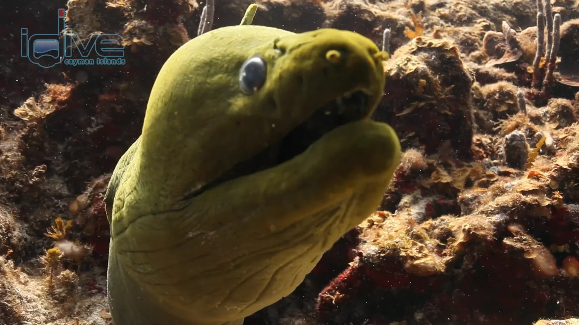 Black Forest Eel on Vimeo