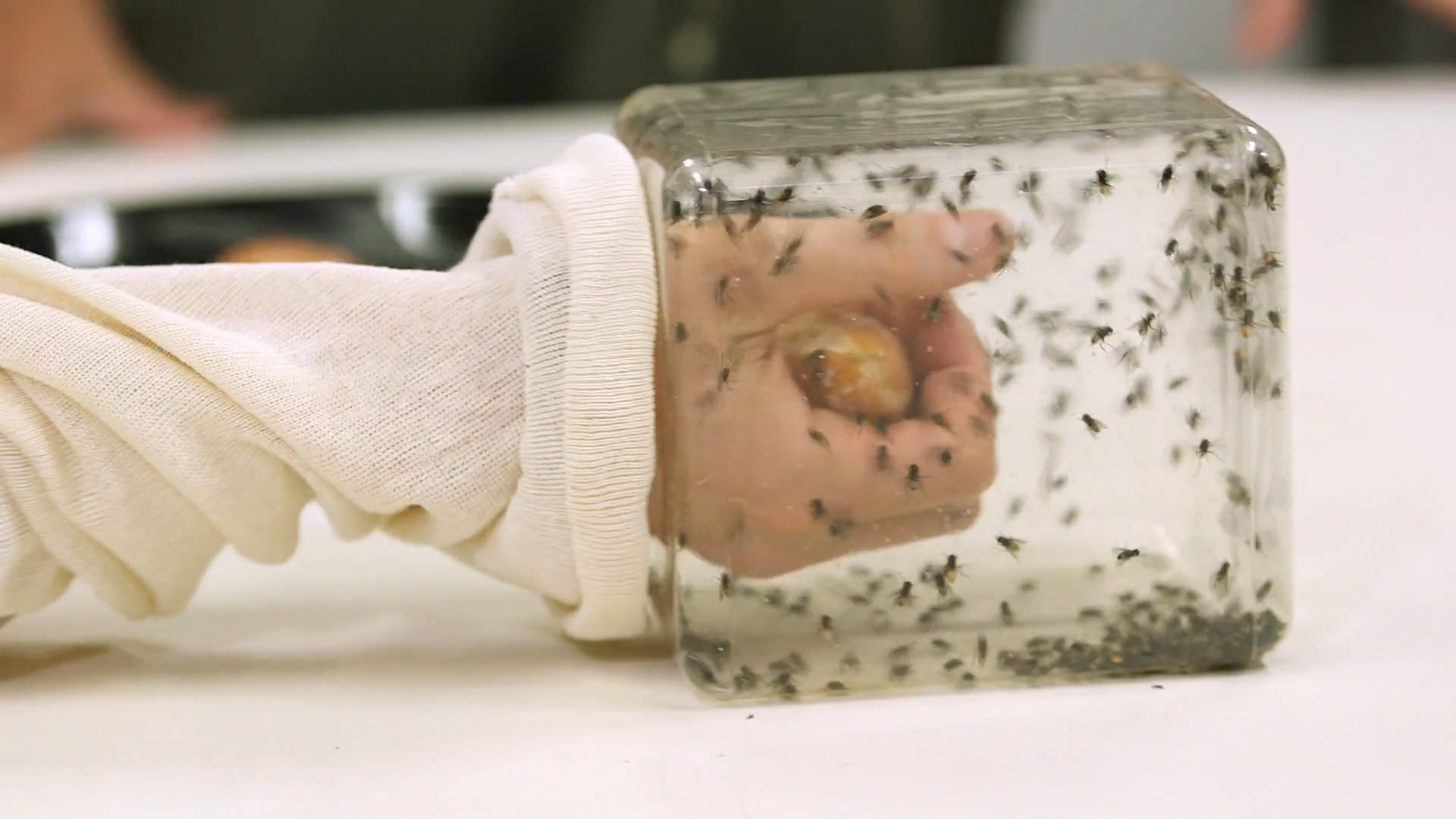 Going Deep: How to Swat a Fly - 30 sec spot on Vimeo