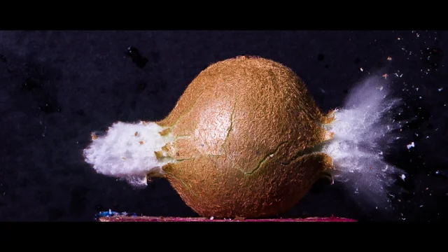 Bullet In Flight Slow Motion