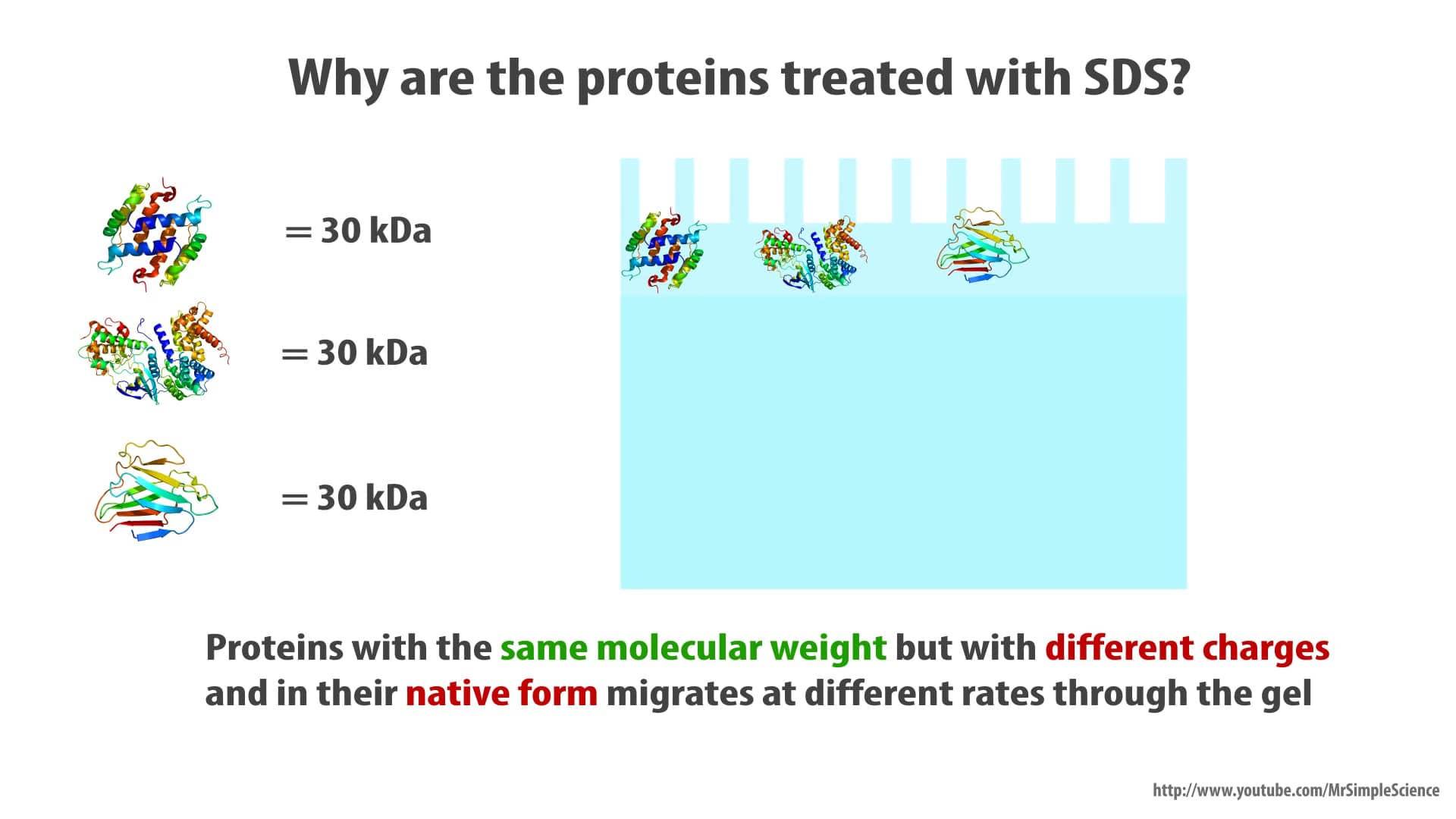 SDS PAGE principles - simple animated tutorial on Vimeo