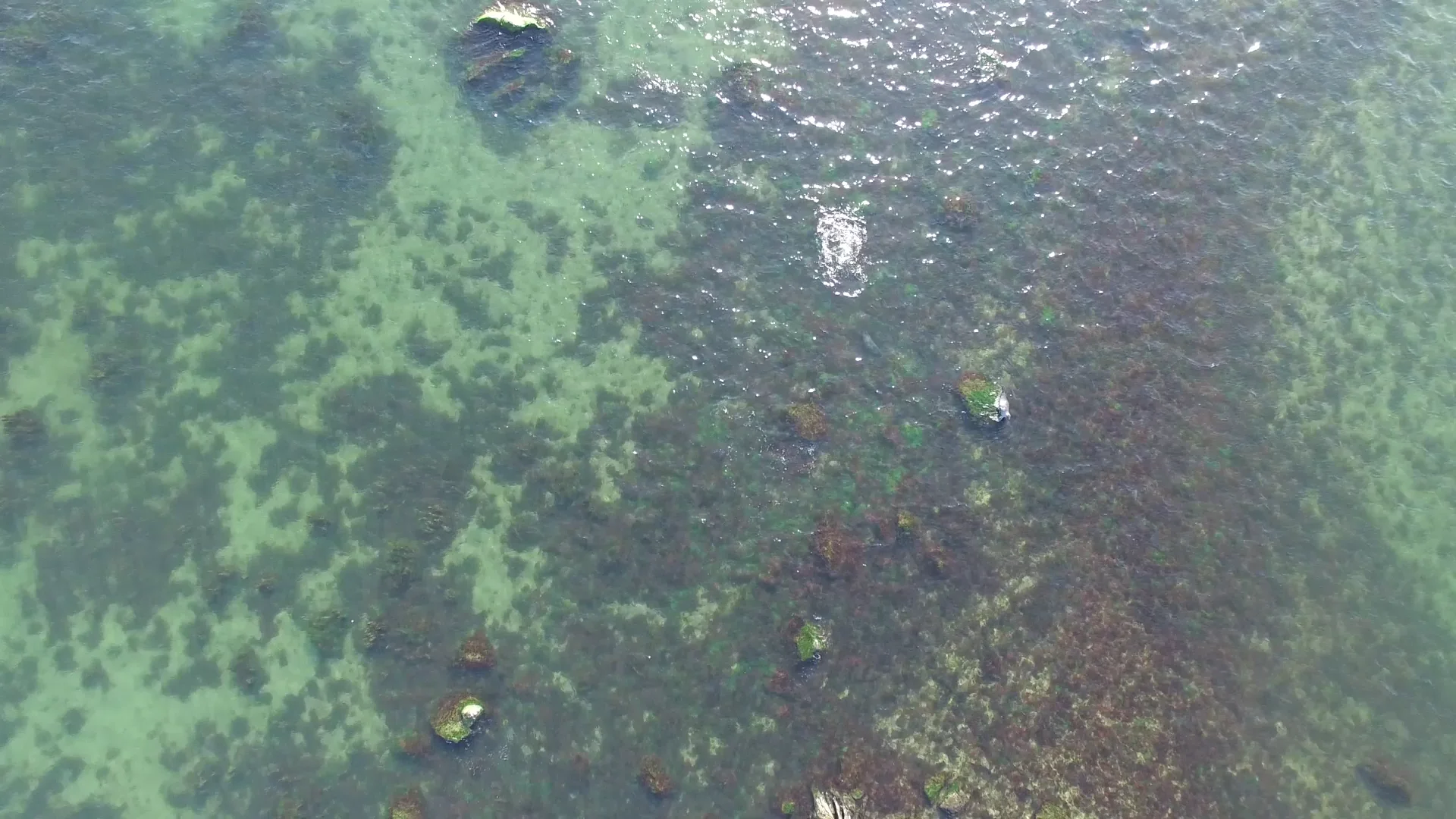 Seals frolicking near Rome Point - North Kingstown on Vimeo