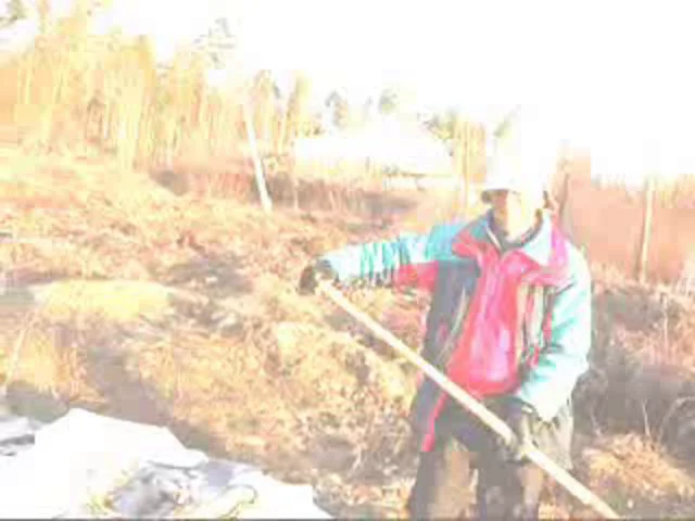 Goji Berry Farming $200K per acre Gross Possible