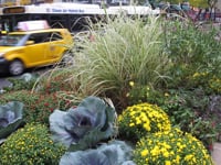 American Society of Landscape Architects