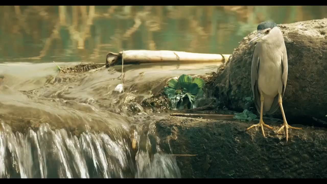 Wildlife Reel on Vimeo