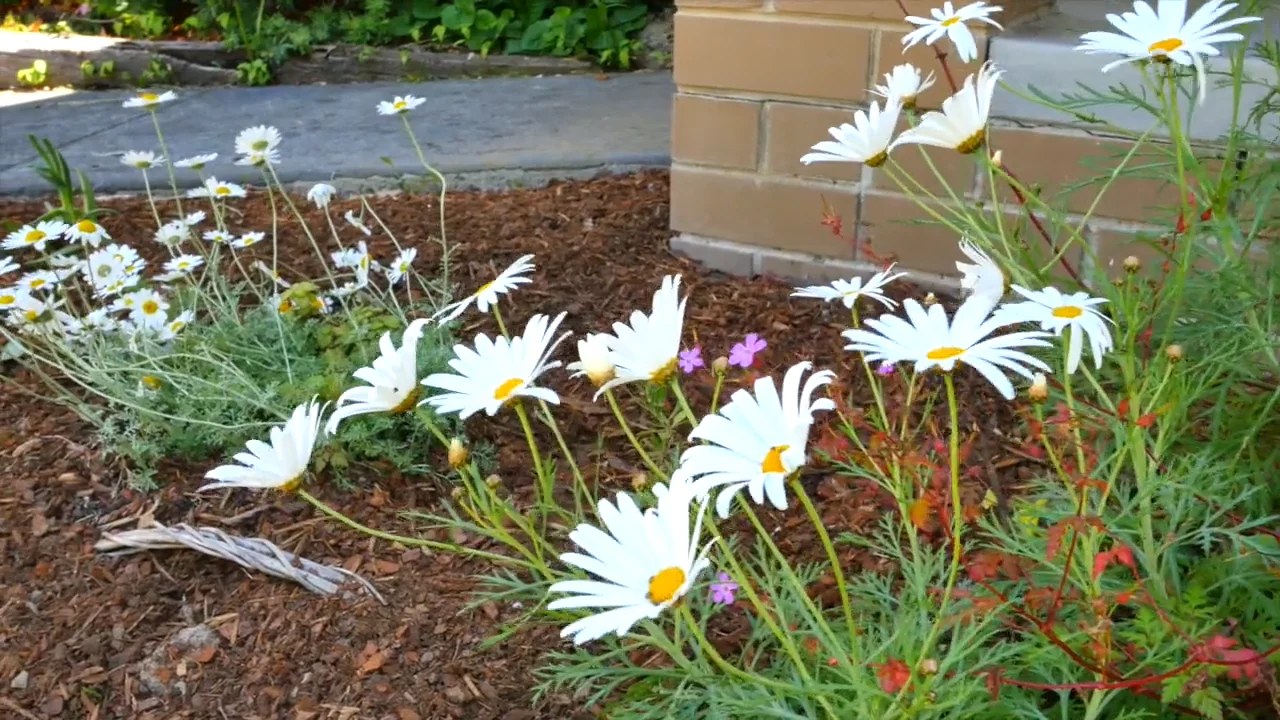 4 Rythdale Crt Gley Waverley on Vimeo