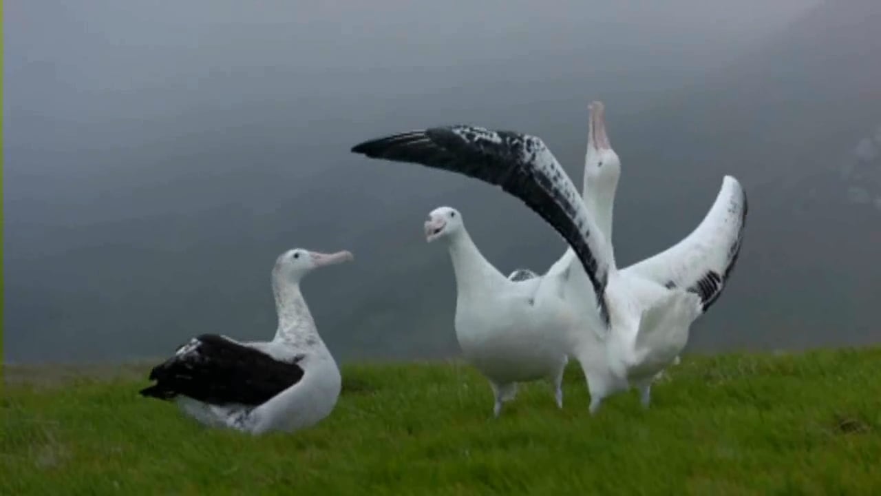 Winged Migration on Vimeo