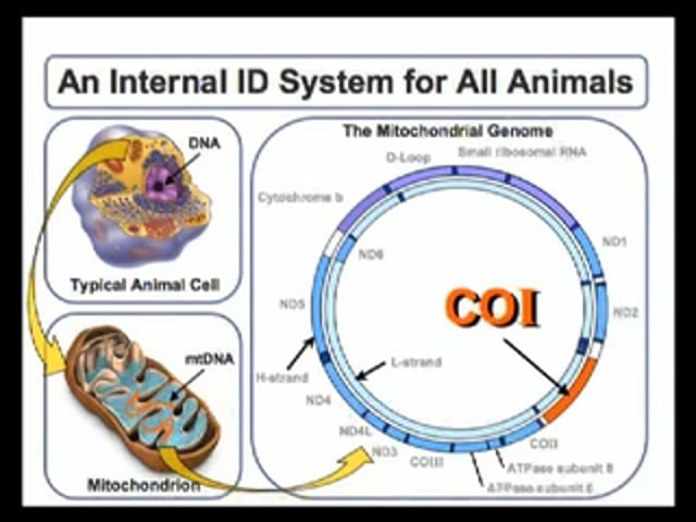 Sequencing shark DNA — Science Learning Hub