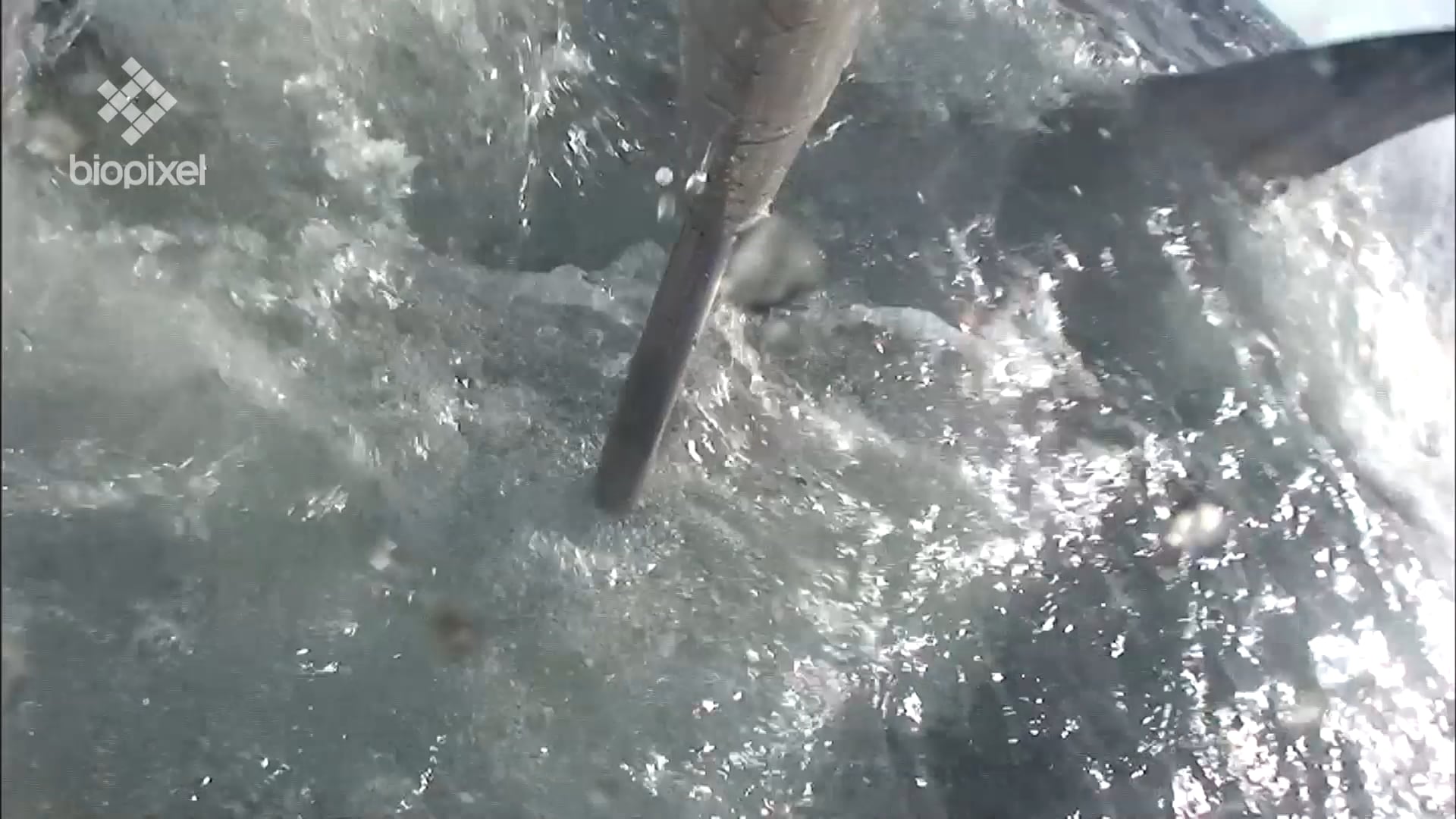 Chapter 9 Tagging tigers on Vimeo