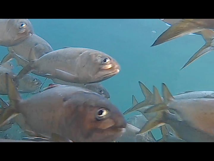 Bunker fish swarm Shinnecock Canal on Vimeo
