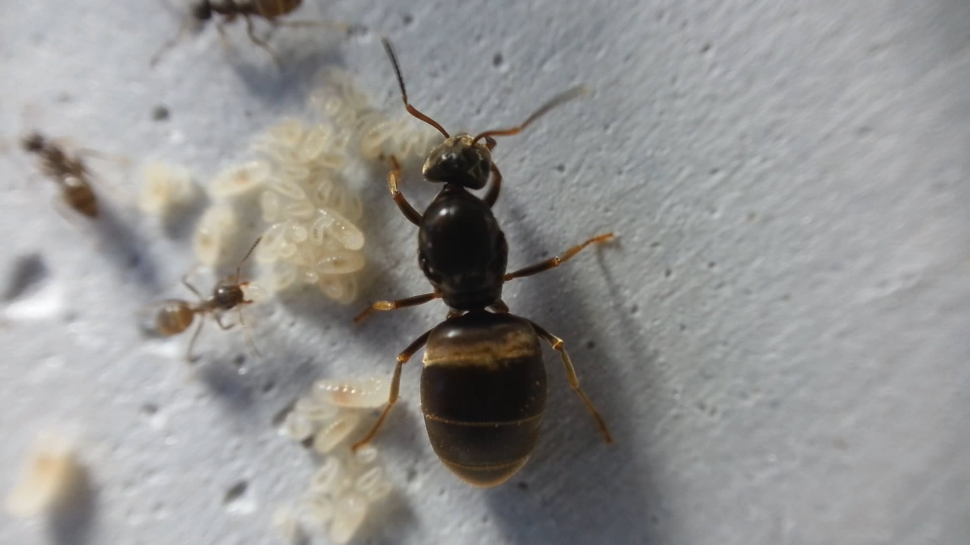 Reine fourmi Lasius niger (très jeune colonie) on Vimeo
