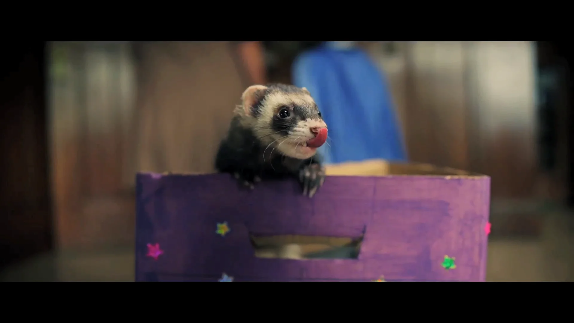Watch The Magic Ferret Online | Vimeo On Demand on Vimeo