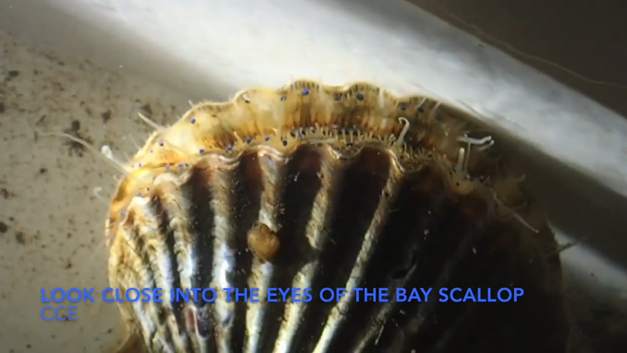 Eyes of the Bay Scallop on Vimeo