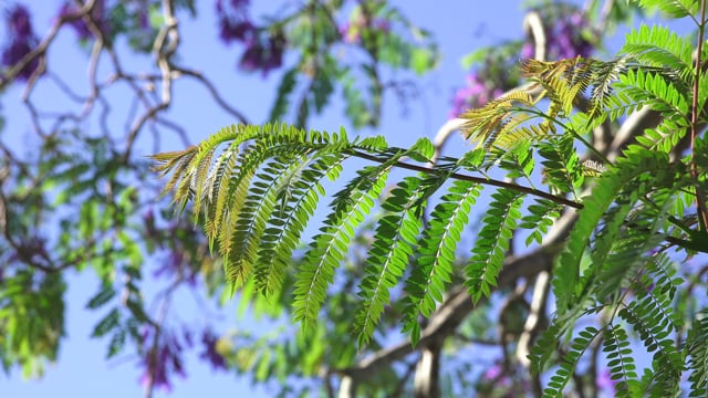 Arbre Nature Australie - Free video on Pixabay - Pixabay