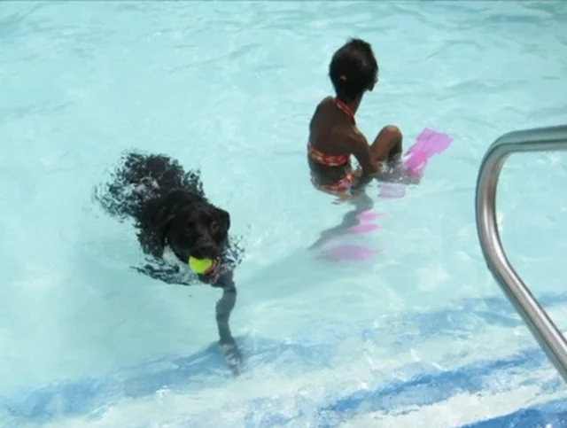 Dog Swim - Harry Myers Pool on Vimeo