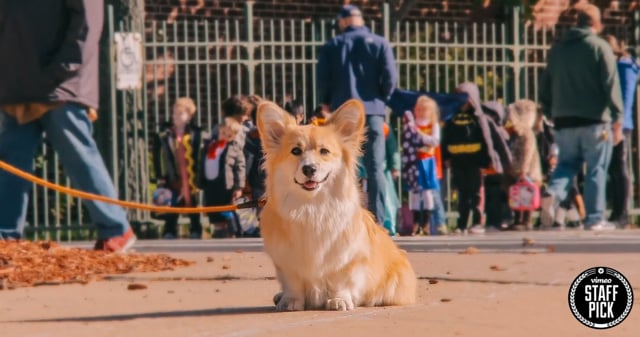 Maxine the Corgi Is Adorable, But Has a Dark Side