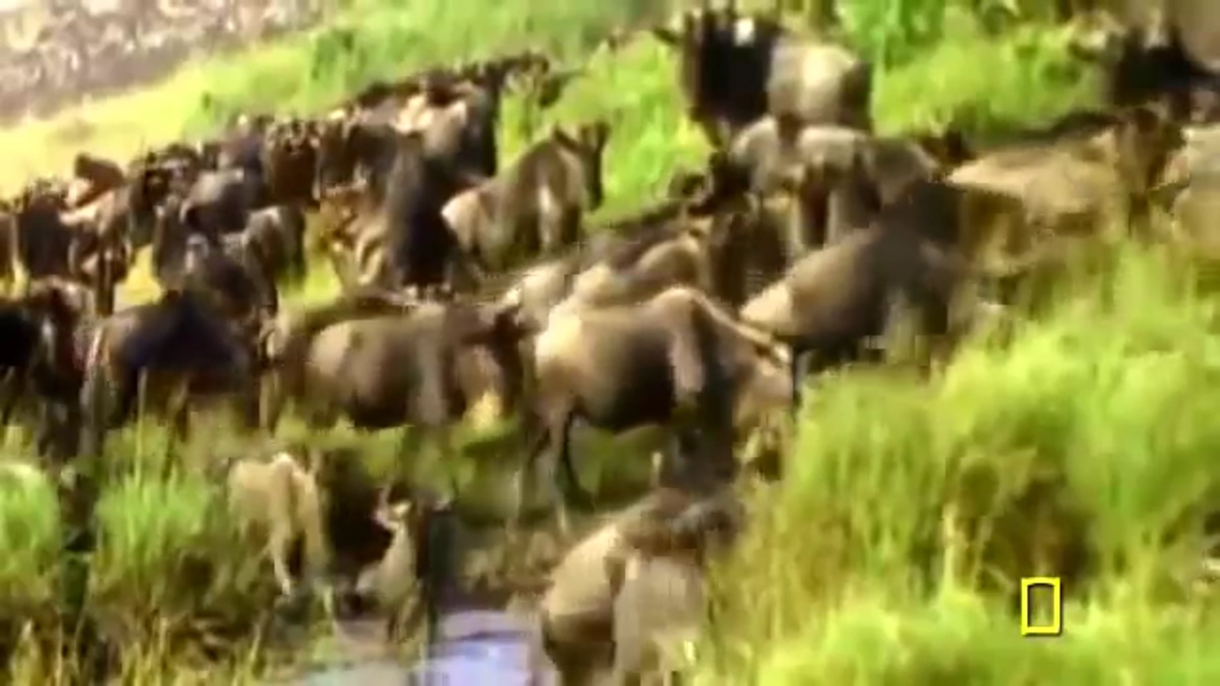 Leones Cazando - Vida Salvaje Documental en Español - National Geographic