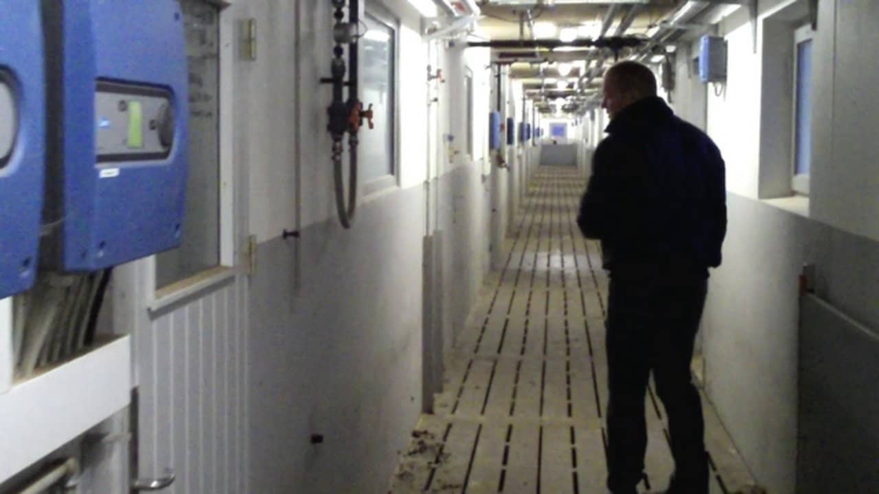 Pig Farming in Denmark on Vimeo