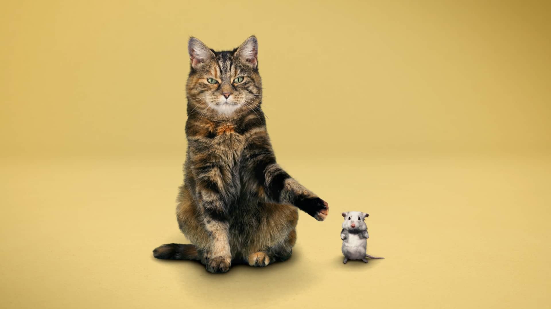 Zeek - Cat & Mouse on Vimeo