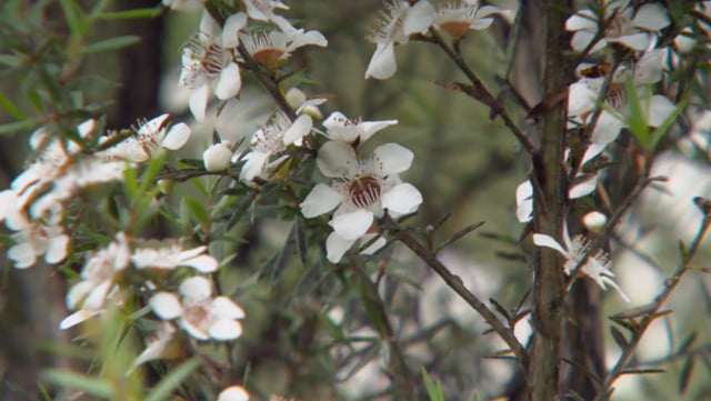 High-performance Mānuka Plantations — Science Learning Hub