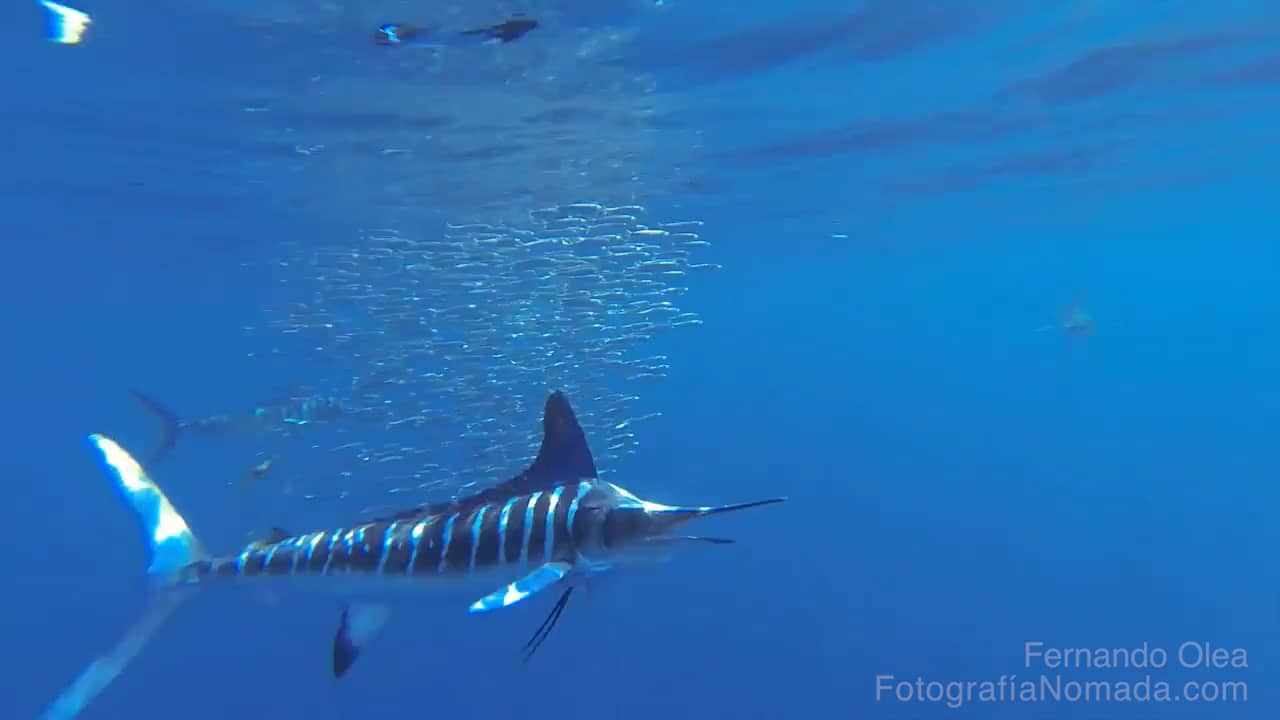 Marlin rayado acechando bolas de carnada (sardinas). on Vimeo