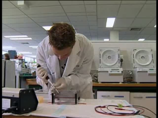 Gel electrophoresis: Loading and running the gel — Science Learning Hub