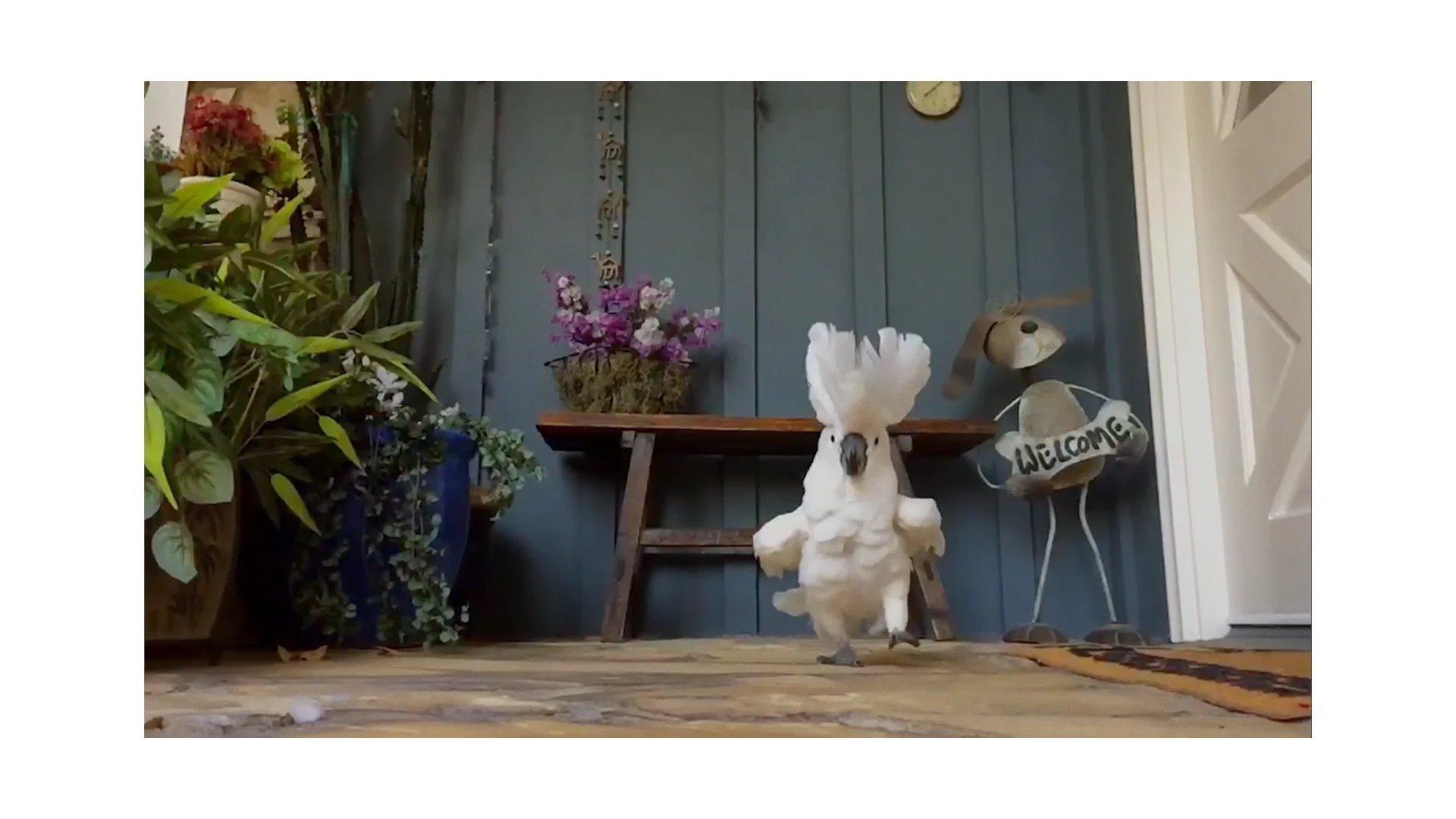 Joshua Chaiton - Apple on Vimeo