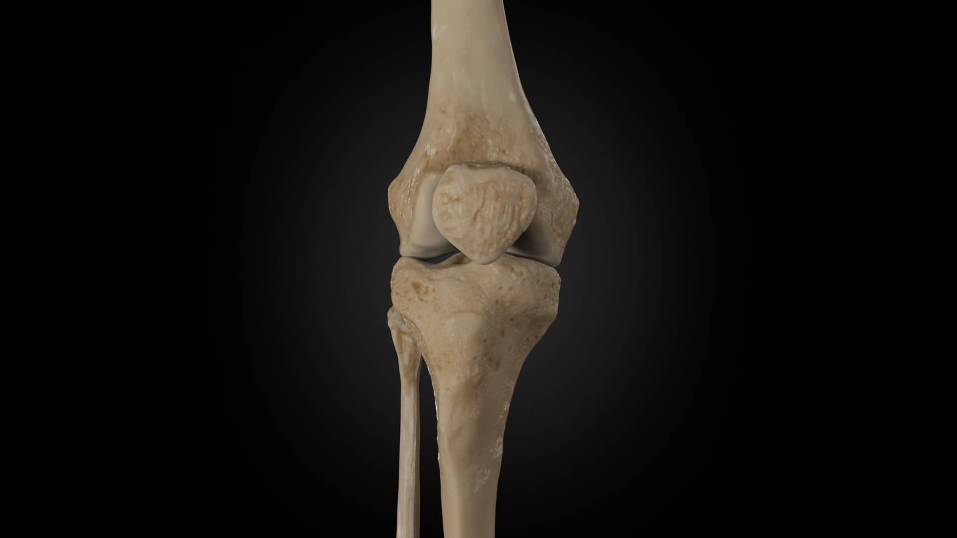 Knee Bending Animation: Joint Biomechanics on Vimeo
