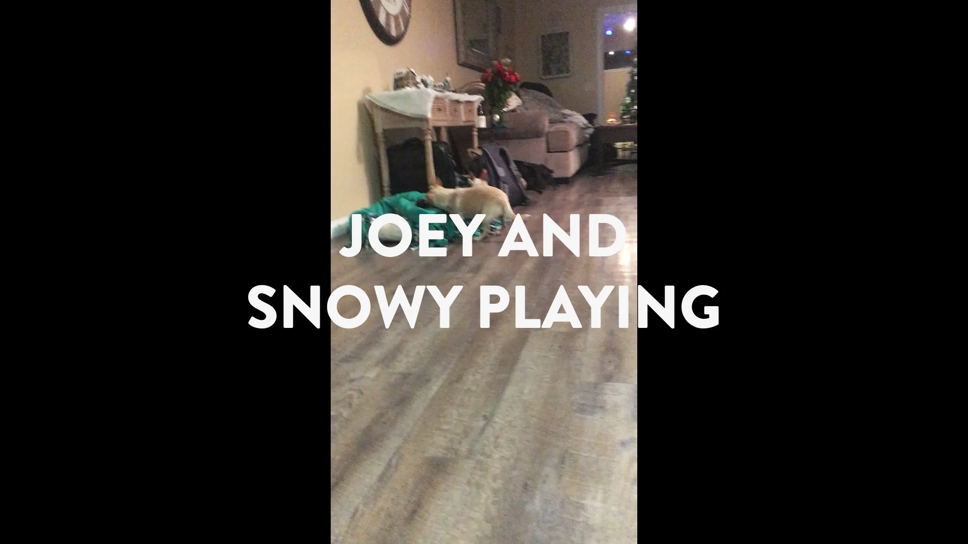 Joey And Snowy Playing on Vimeo