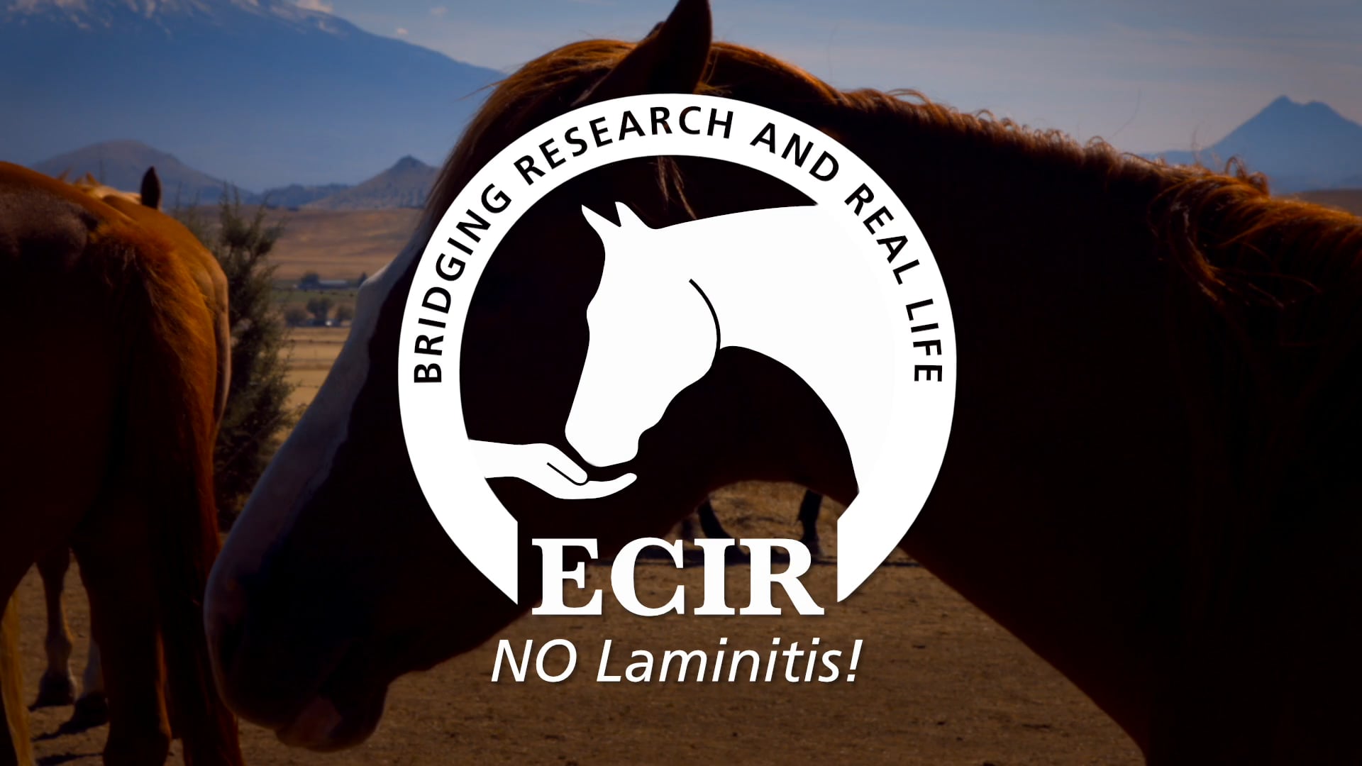 ECIR Group: No Laminitis! on Vimeo
