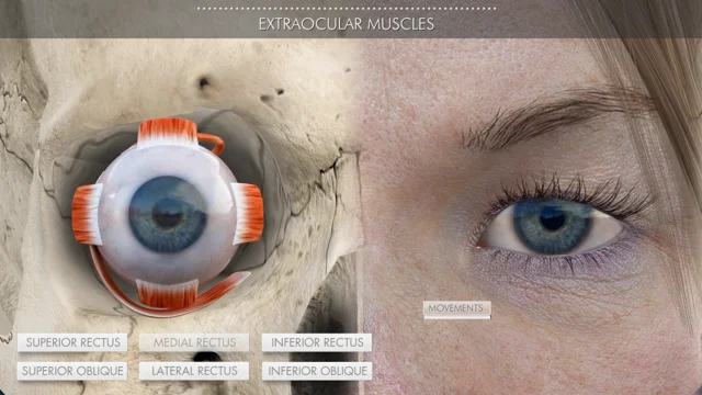Infrior Rectus Muscle