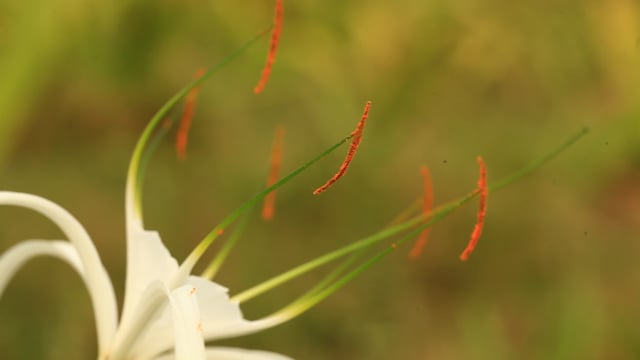 Flower Anther Flora - Free video on Pixabay