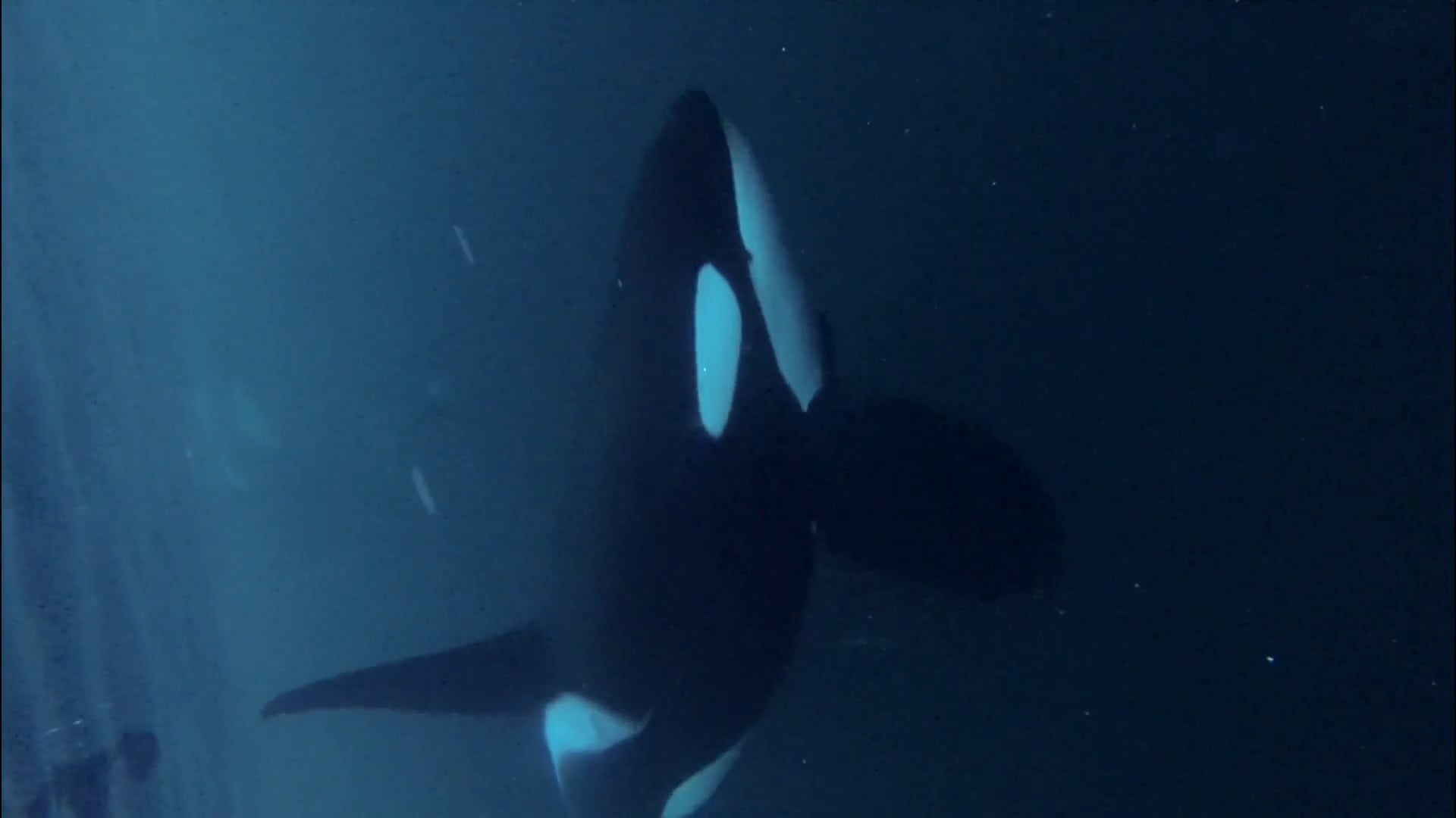 Orca 'n' roll - 17.12.2016 on Vimeo