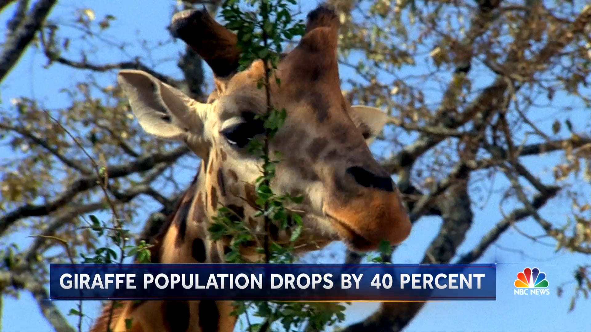 These Gentle Giants Could Now Be Facing Extinction on Vimeo