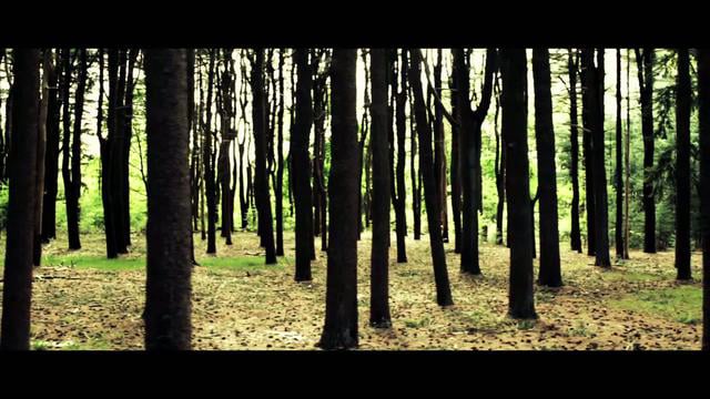Forest on Vimeo