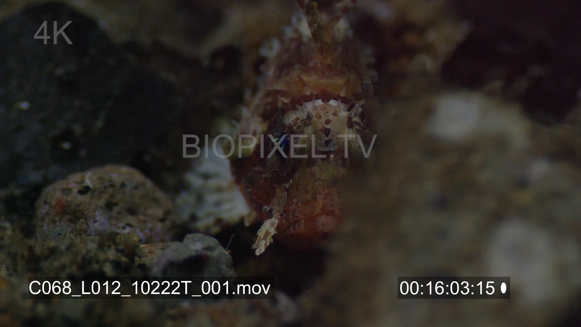 4K Fish Scorpionfish - Scorpion Fish 4K on Vimeo