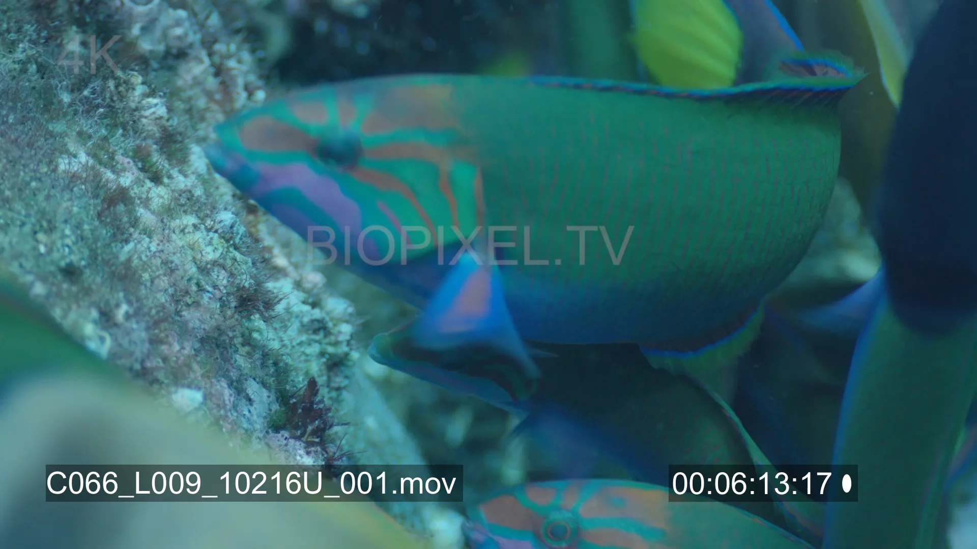 4K Fish Butterflyfish - Lunar wrasse and Kleins Butterflyfish feeding ...