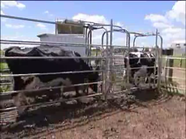 Using incentives to control cow movement on farms — Science Learning Hub