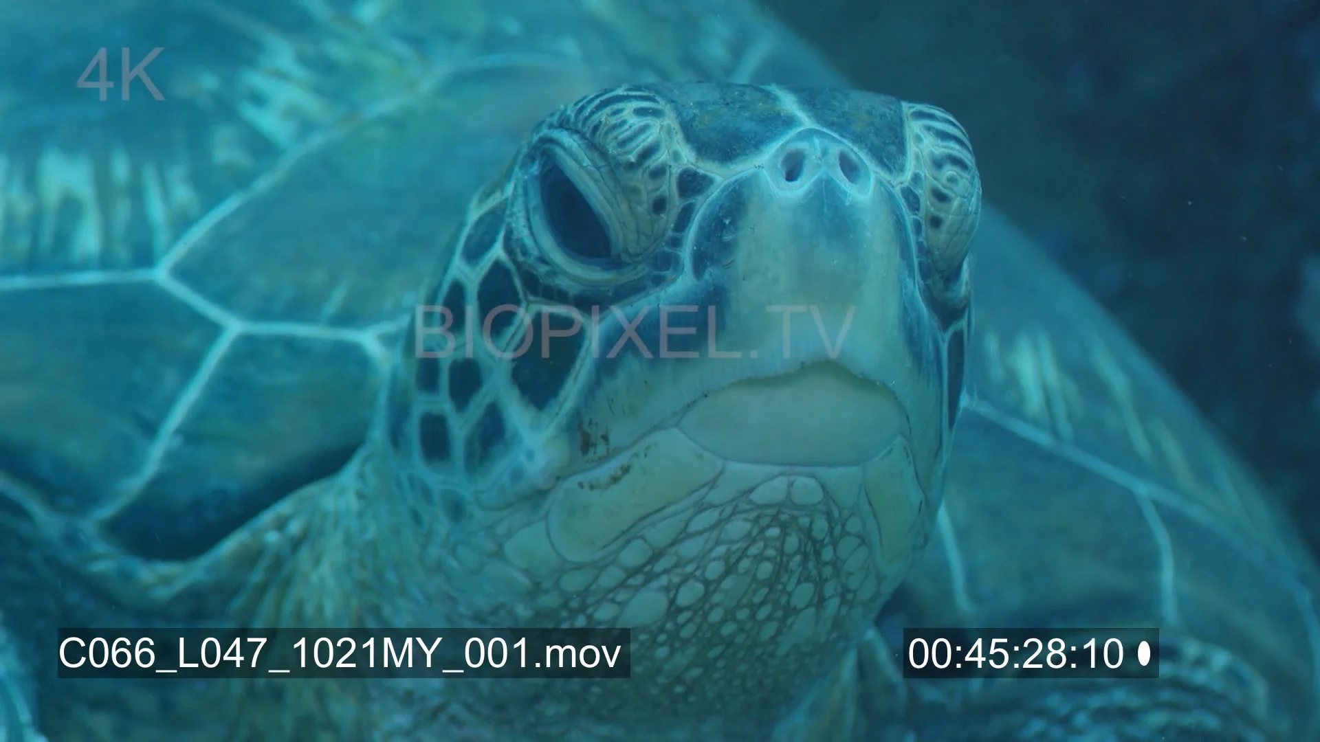 4K Sea Turtles - Green sea turtle head close ups underwater 5K on Vimeo