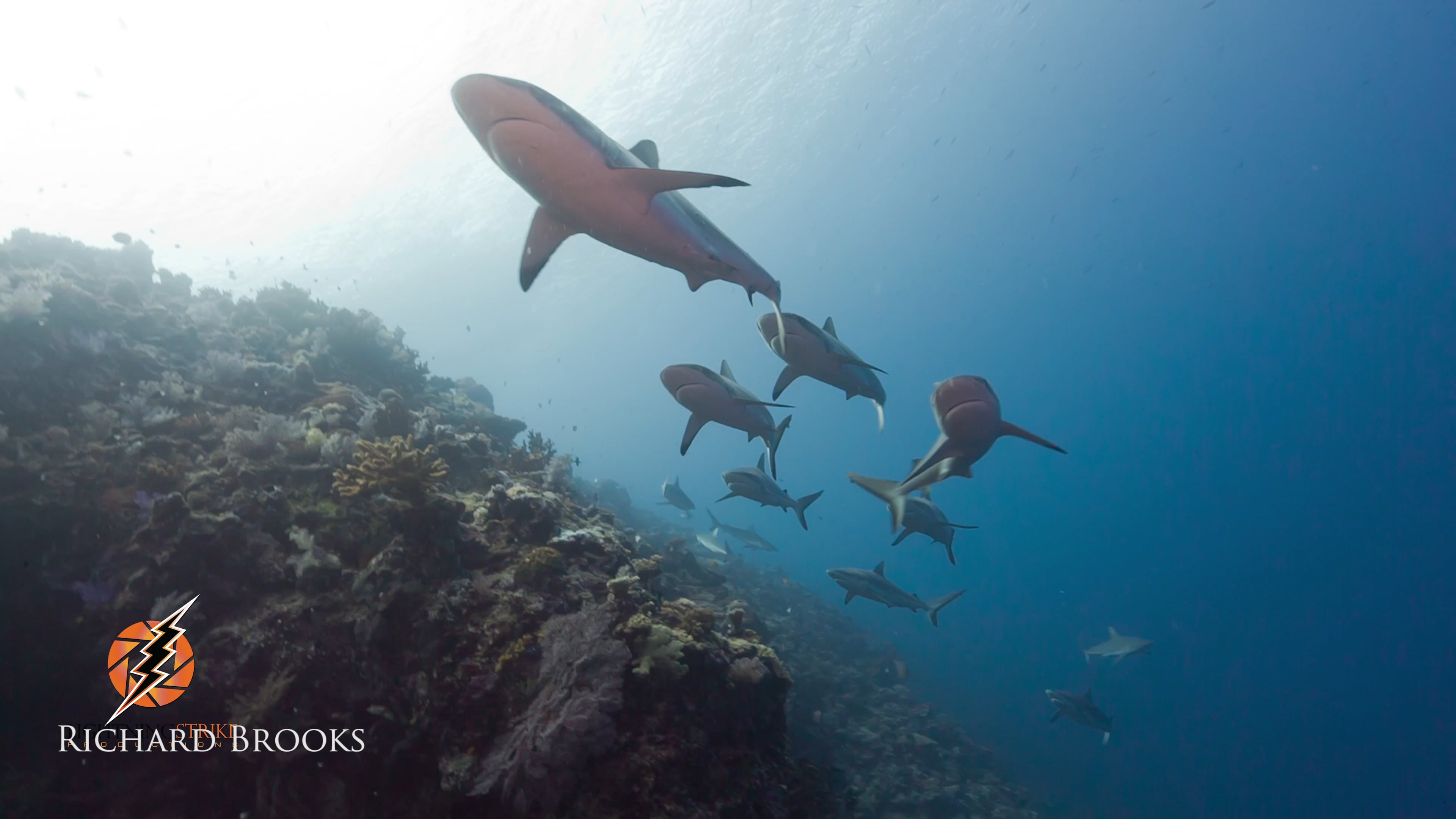 Underwater Stock Footage Palau, Gray Reef Shark mating rush on Vimeo