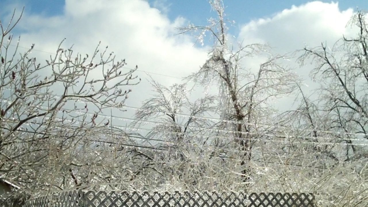 Creaking trees on Vimeo