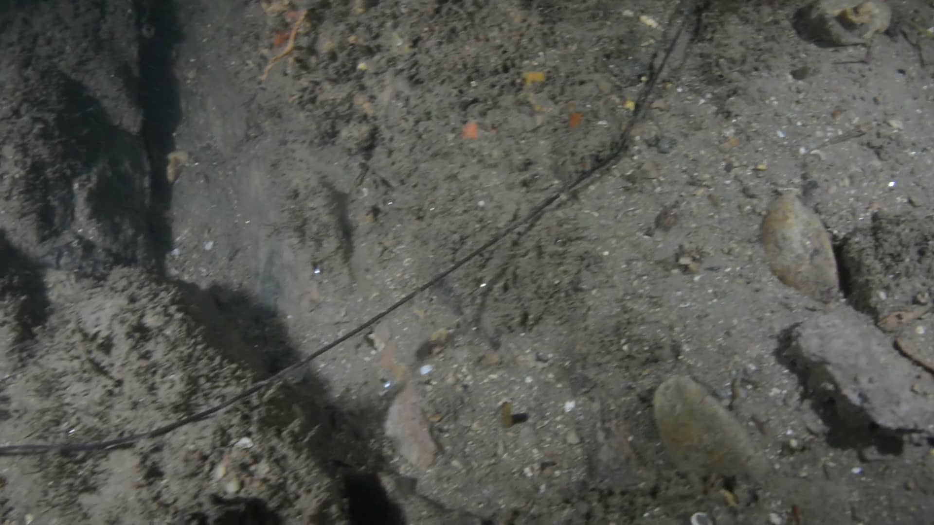 Longest of the long, a bootlace worm in Plymouth Sound on Vimeo