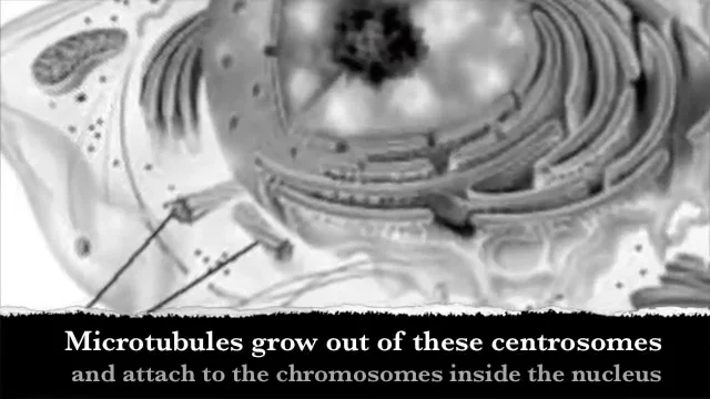 11-Bio-4 Centriole-Animated