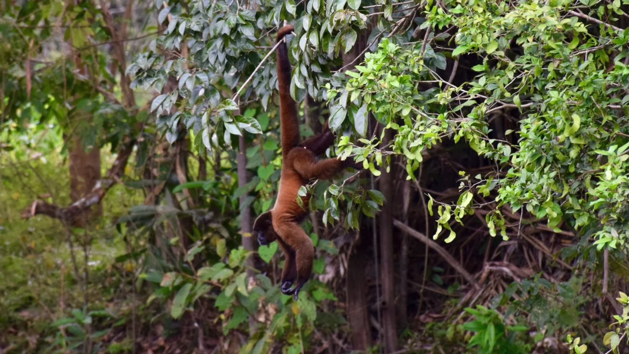 Hafi Fam on dat Peru Jam on Vimeo