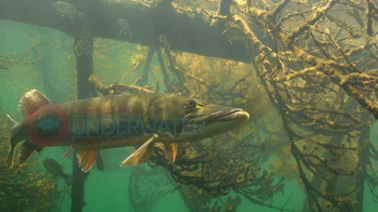 Muskie Underwater