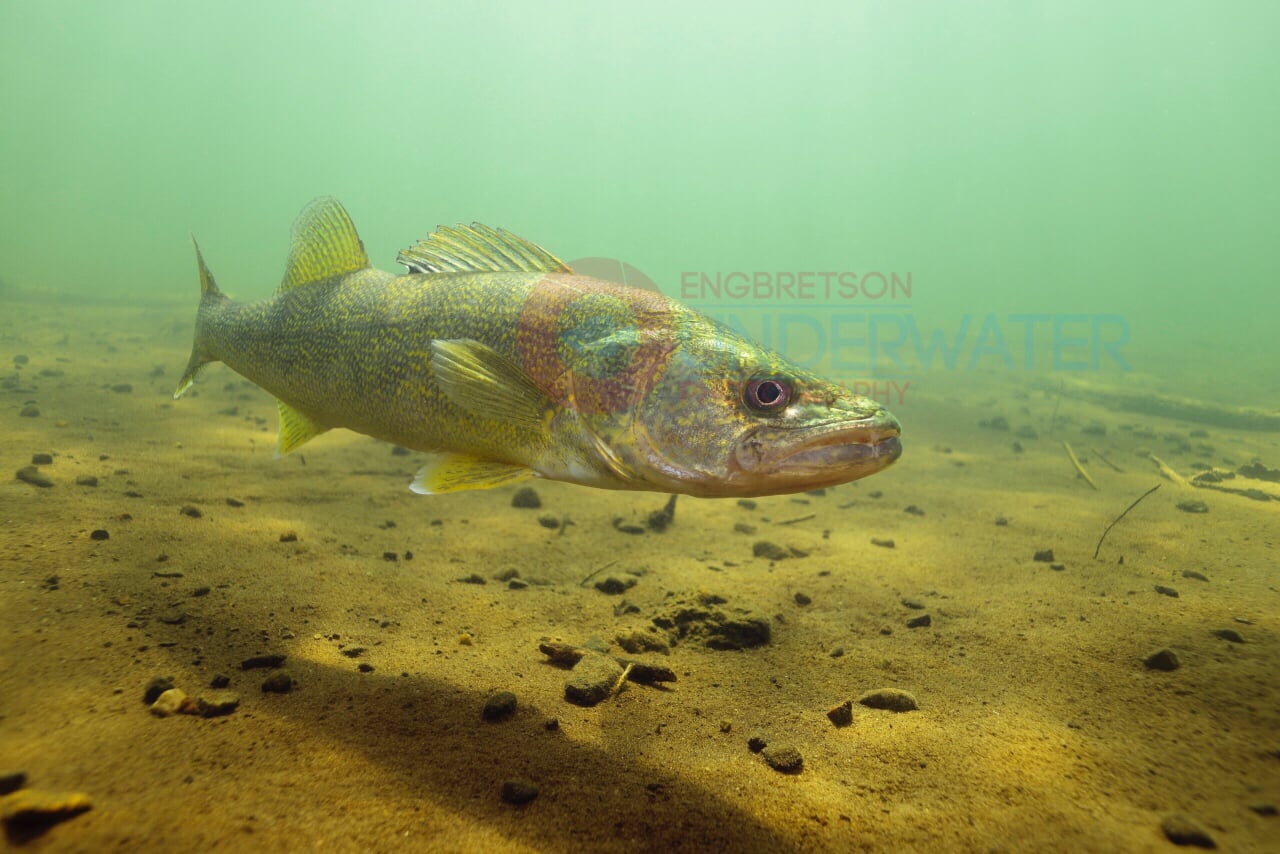 Walleye-Walleyes Underwater Around Sunken Wood Structure-Engbretson ...