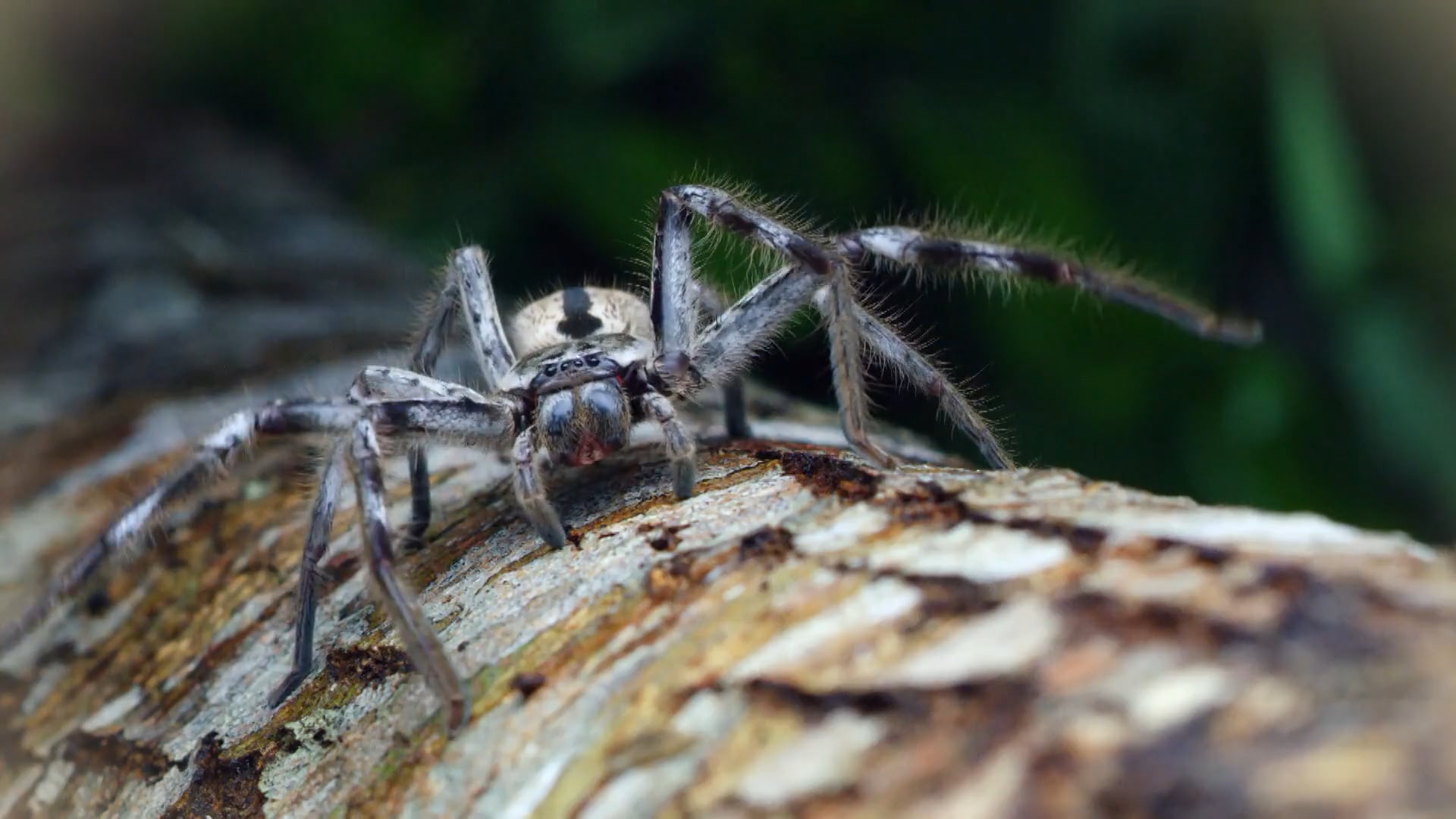 Bushwhacked Bugs: Huntsman Spider - Australian Broadcasting Corporation ...